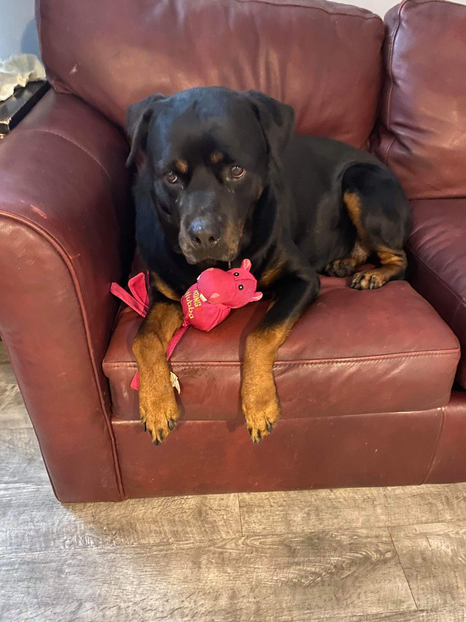 received_437352447403226 – Mountain Rottie Rescue