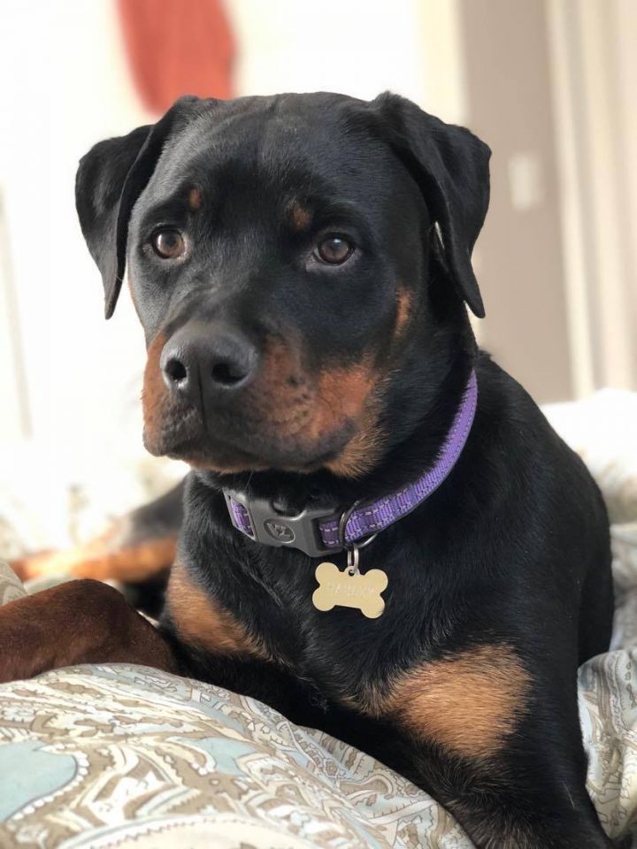 download.jpeg-4 – Mountain Rottie Rescue