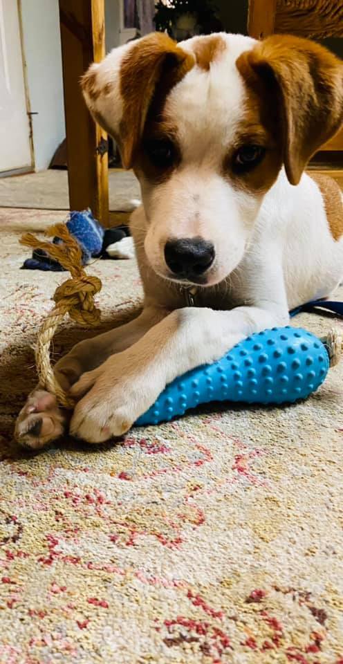 jolly – Mountain Rottie Rescue