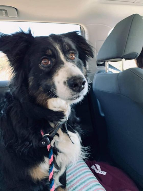 kitty-2 – Mountain Rottie Rescue