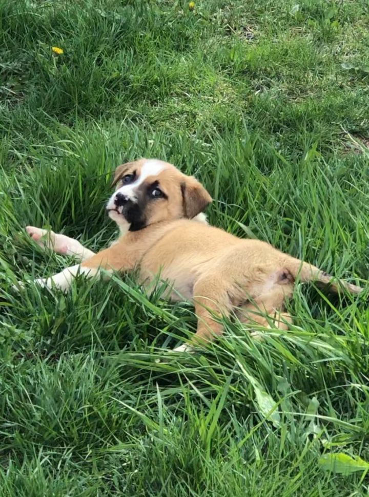 download.jpeg-2-2 – Mountain Rottie Rescue