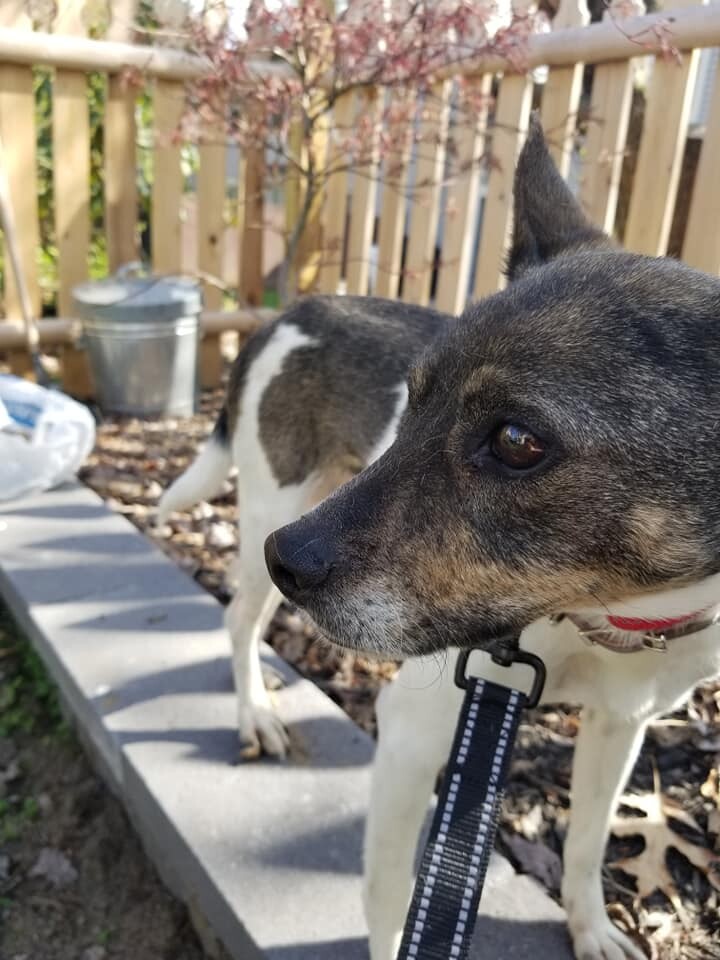 download.jpeg-4 – Mountain Rottie Rescue