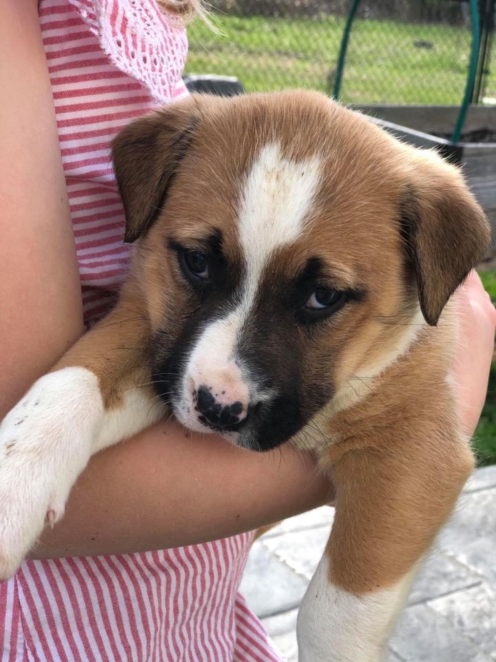 download.jpeg-5 – Mountain Rottie Rescue