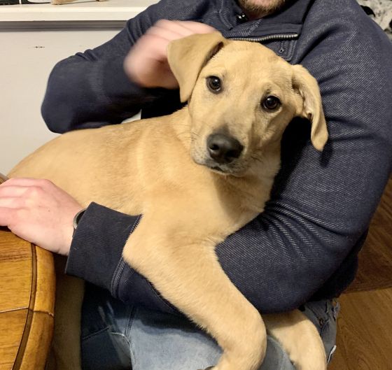 kirk-1 – Mountain Rottie Rescue