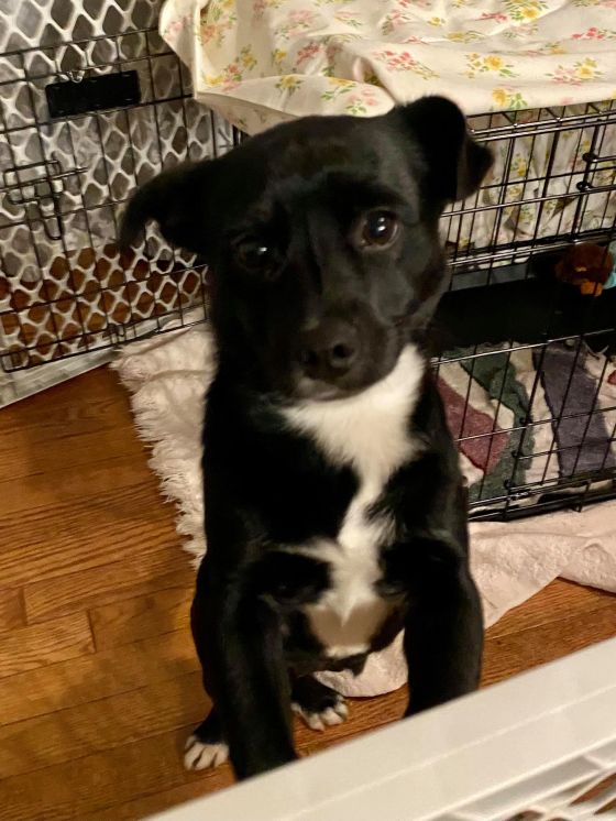 sunny-1 – Mountain Rottie Rescue