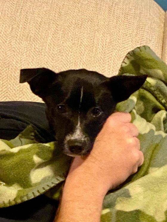 sunny-2 – Mountain Rottie Rescue