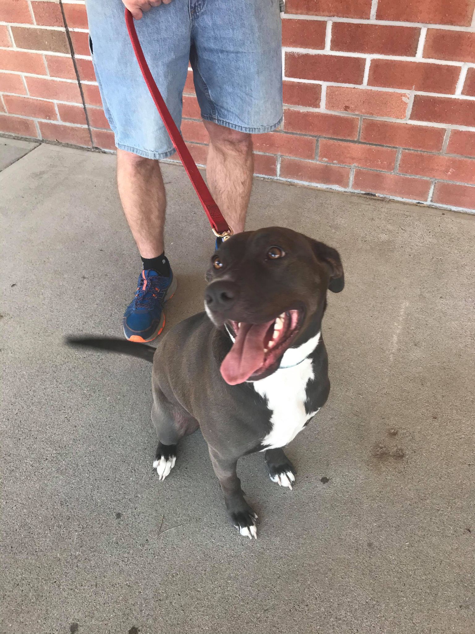 abby-2 – Mountain Rottie Rescue