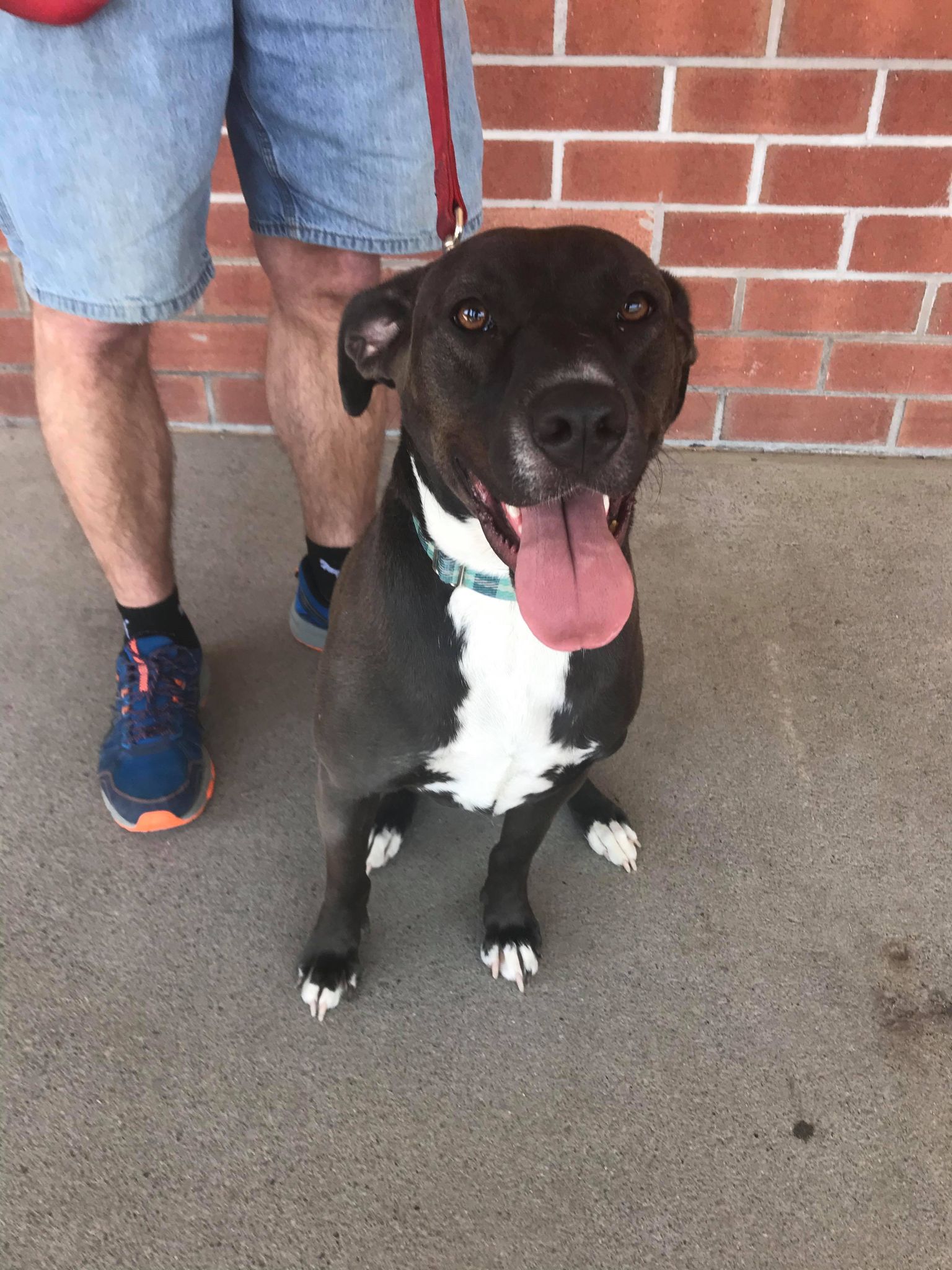 abby-3 – Mountain Rottie Rescue