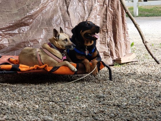 debbie-2 – Mountain Rottie Rescue