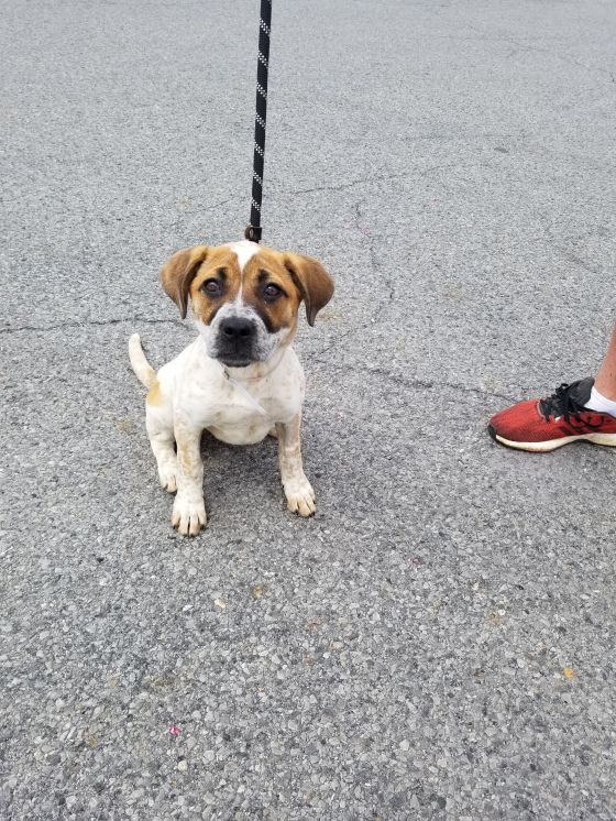 harmony-1 – Mountain Rottie Rescue