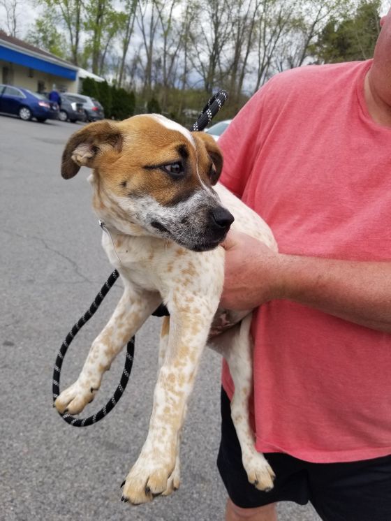 harmony-2 – Mountain Rottie Rescue