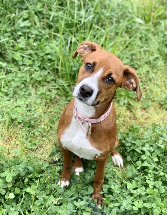 rosie-2-3 – Mountain Rottie Rescue