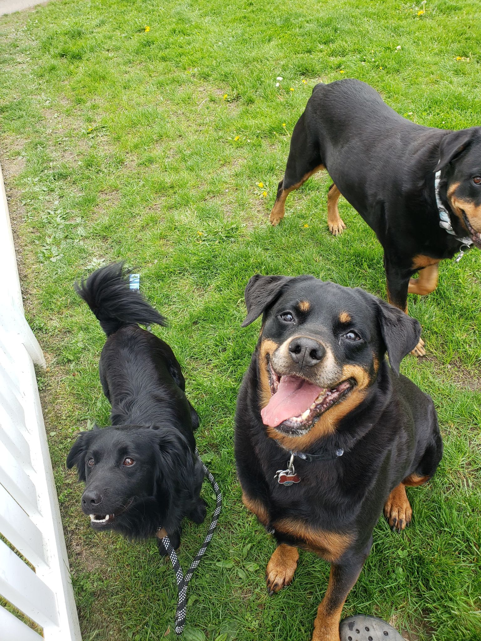 sh-2 – Mountain Rottie Rescue