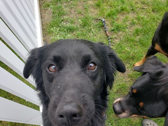 shiloh-1 – Mountain Rottie Rescue