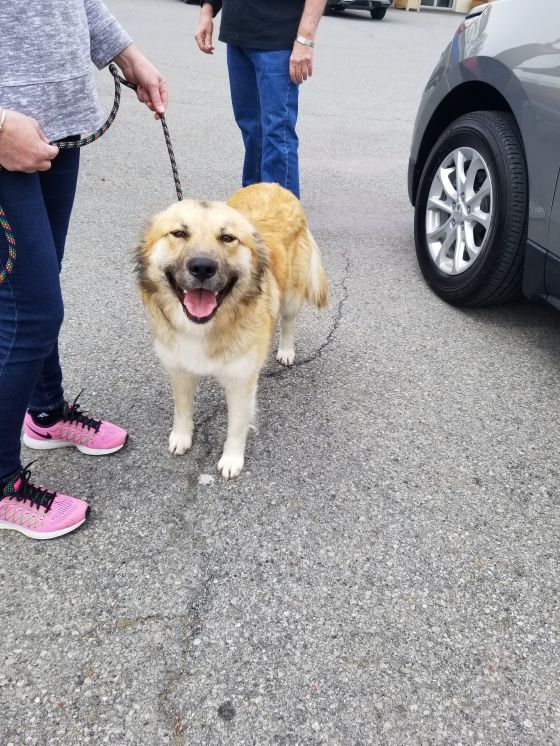 sunny-1 – Mountain Rottie Rescue