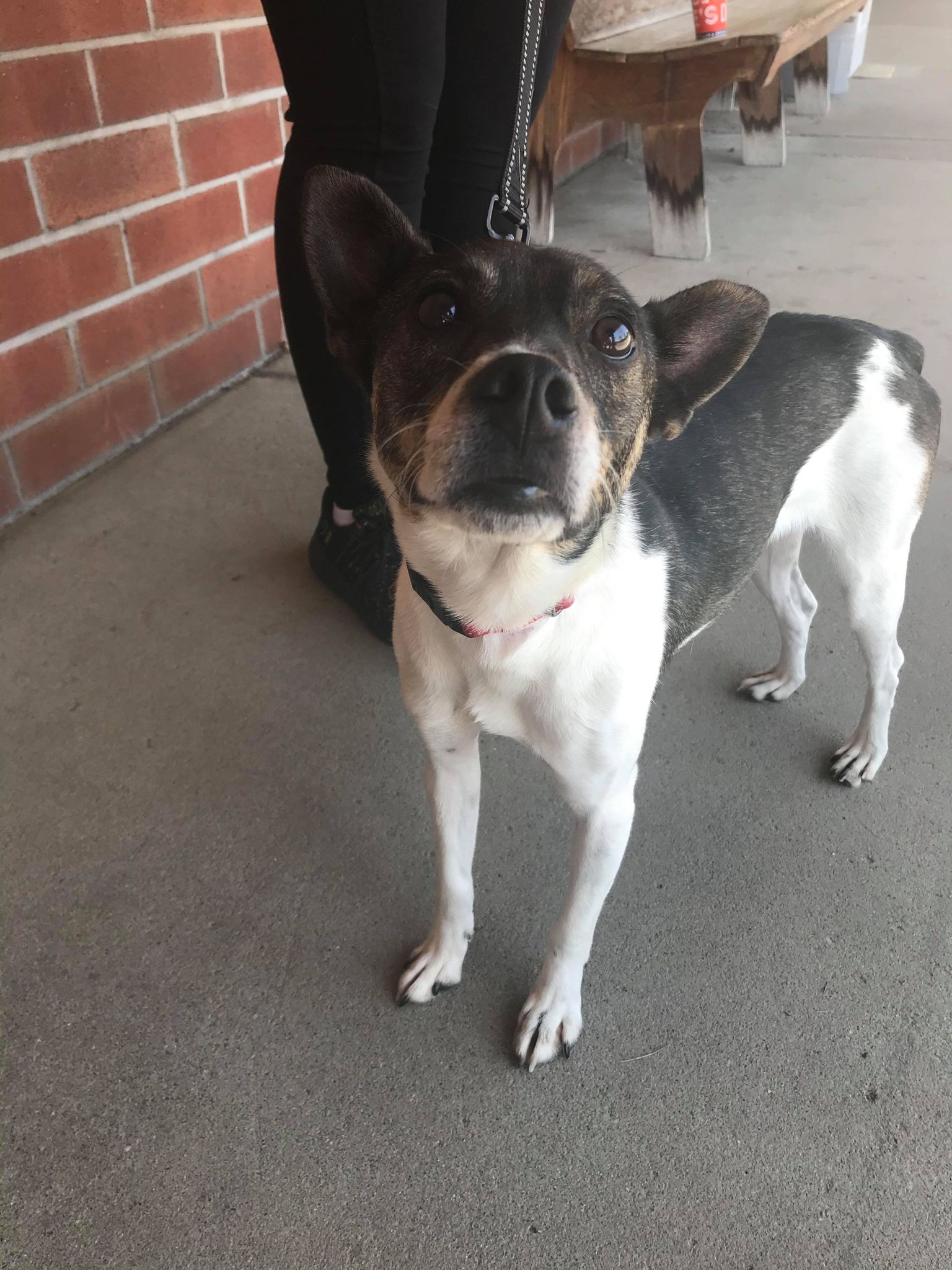 trix-2 – Mountain Rottie Rescue