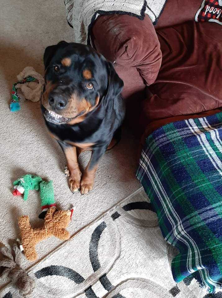 download.jpeg – Mountain Rottie Rescue