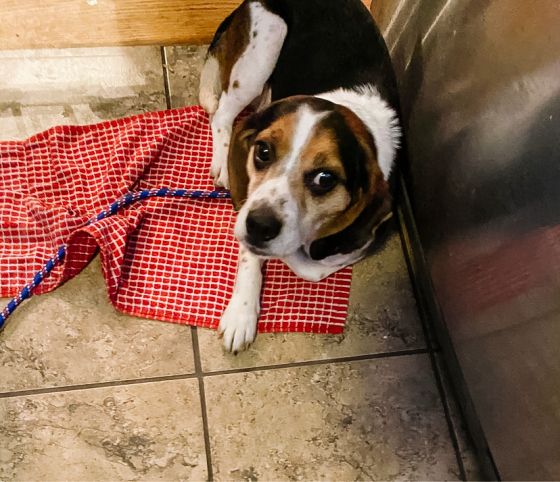 max-2 – Mountain Rottie Rescue