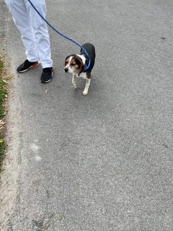 max-3 – Mountain Rottie Rescue