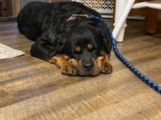 rosie2 – Mountain Rottie Rescue