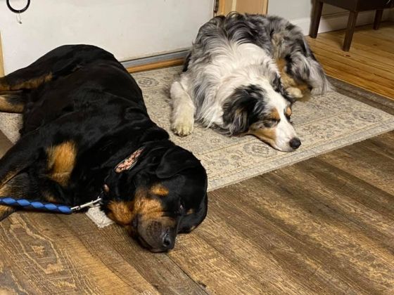 rosie3 – Mountain Rottie Rescue