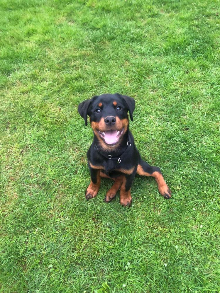 Available Dogs – Mountain Rottie Rescue