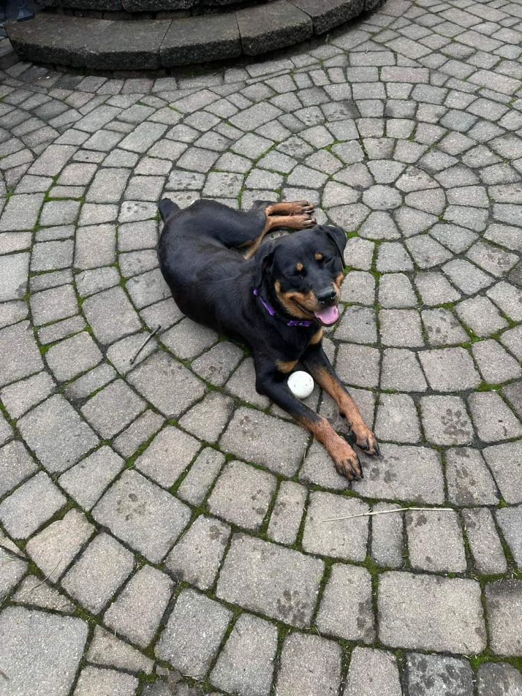 Available Dogs – Mountain Rottie Rescue