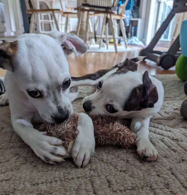 Available Dogs – Mountain Rottie Rescue