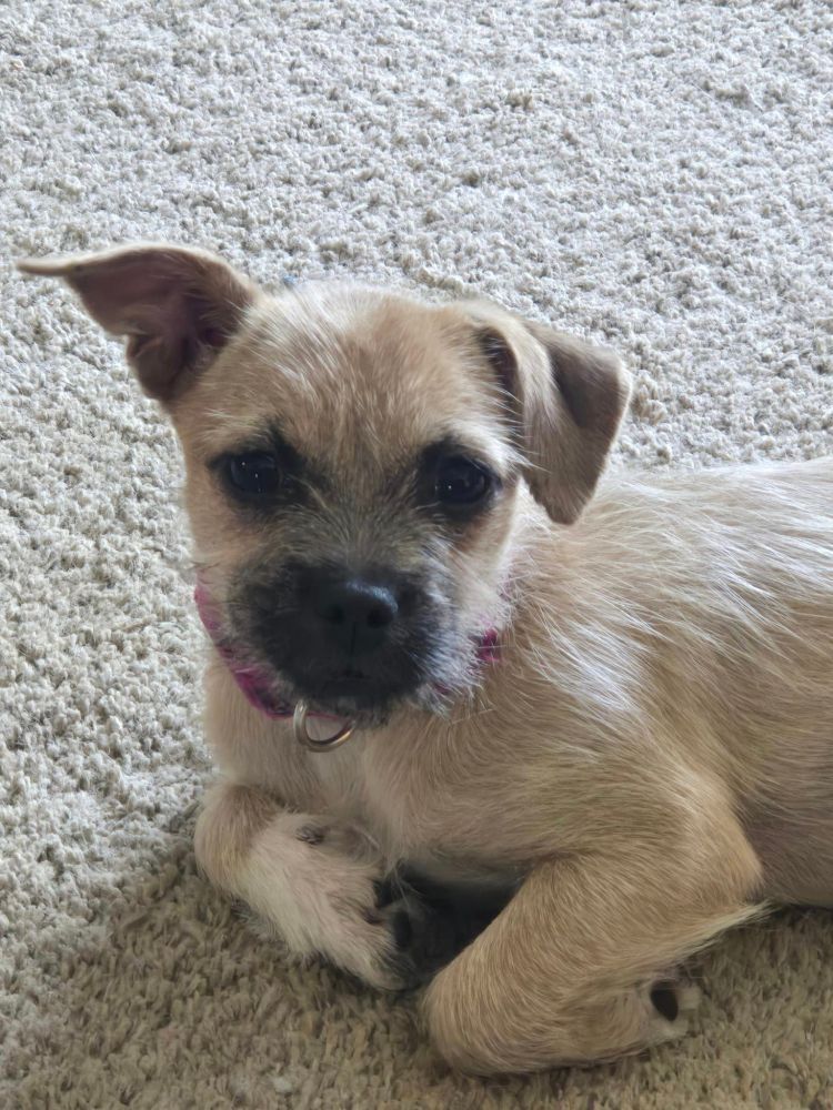 Available Dogs – Mountain Rottie Rescue