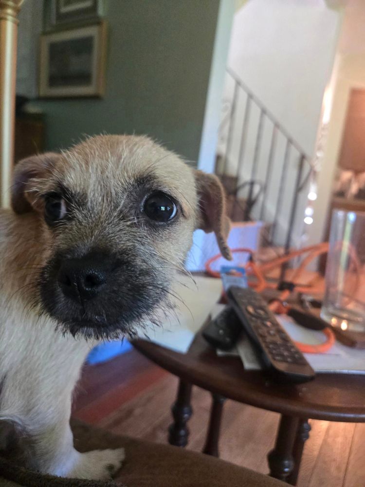 Available Dogs – Mountain Rottie Rescue