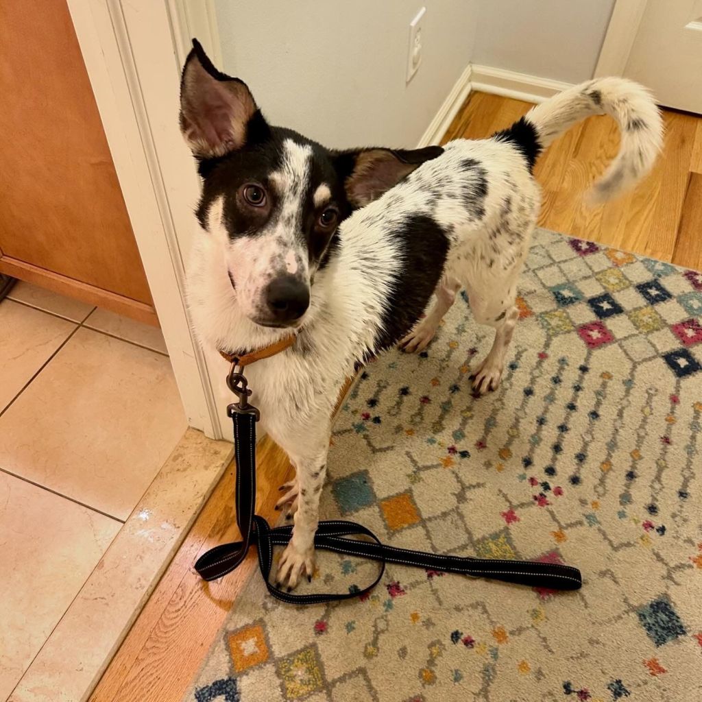 Available Dogs – Mountain Rottie Rescue