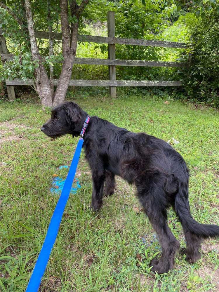 Available Dogs – Mountain Rottie Rescue