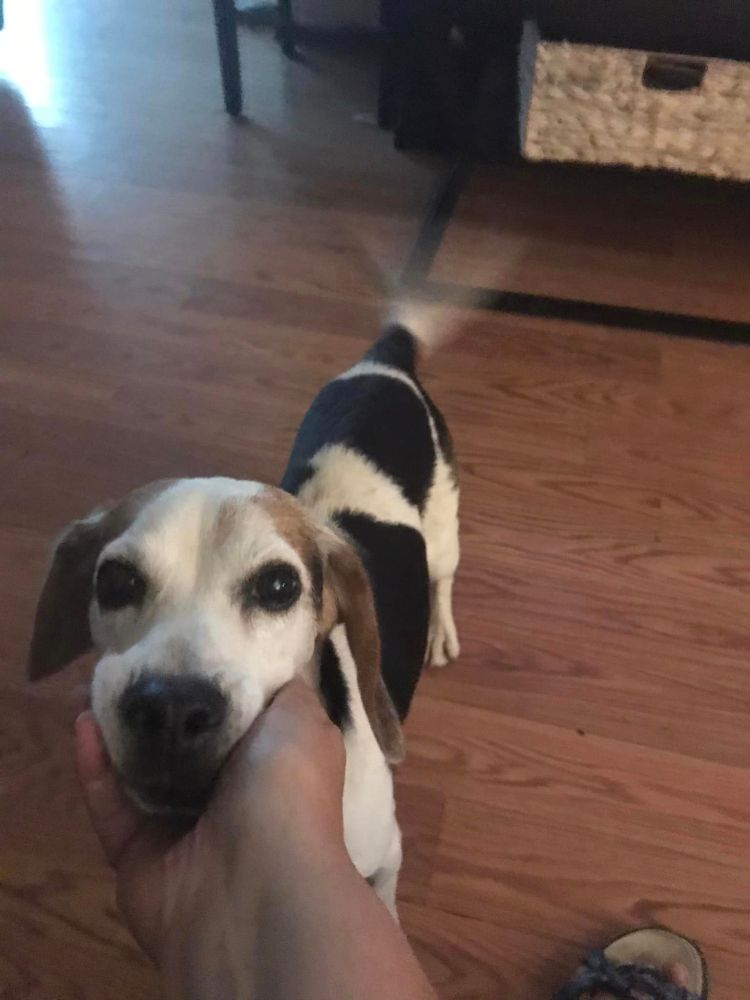 Available Dogs – Mountain Rottie Rescue