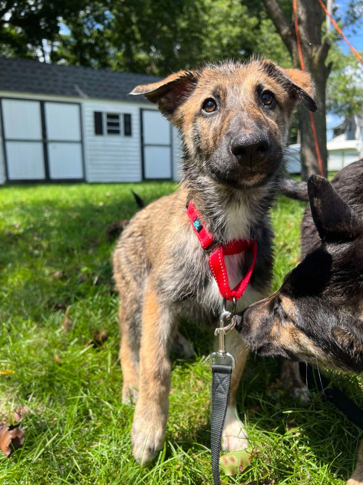 Available Dogs – Mountain Rottie Rescue