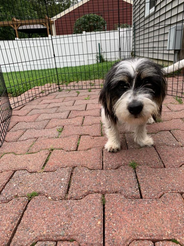 Available Dogs – Mountain Rottie Rescue