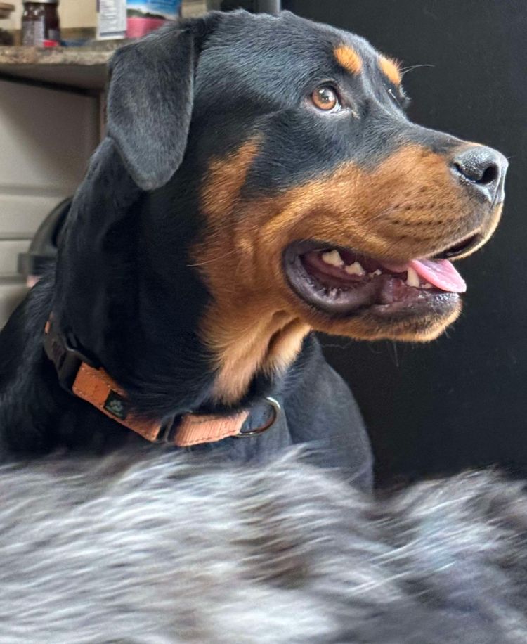 Available Dogs – Mountain Rottie Rescue