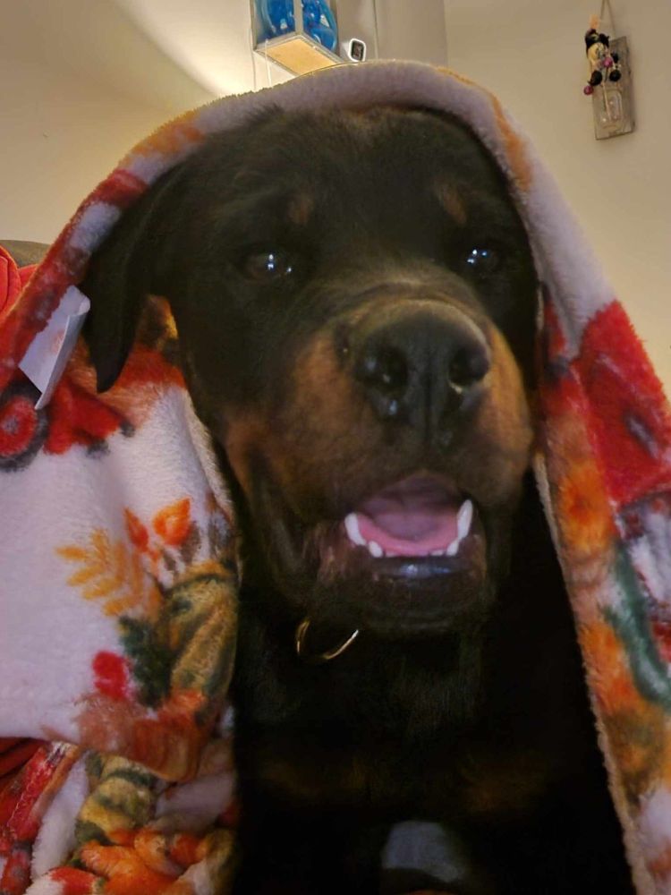 Available Dogs – Mountain Rottie Rescue