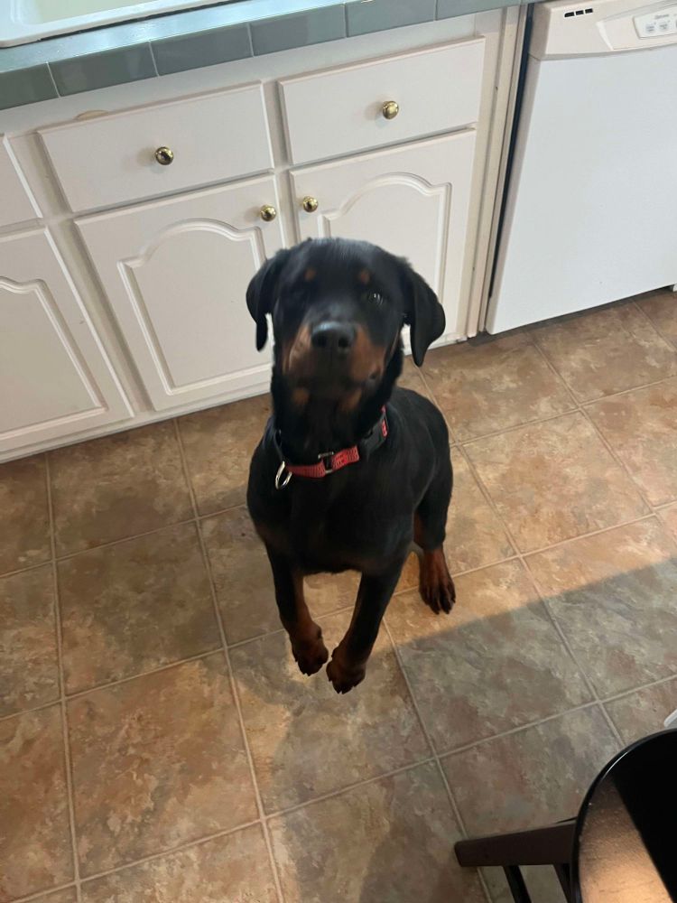 Available Dogs – Mountain Rottie Rescue