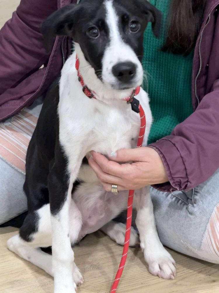 Available Dogs – Mountain Rottie Rescue